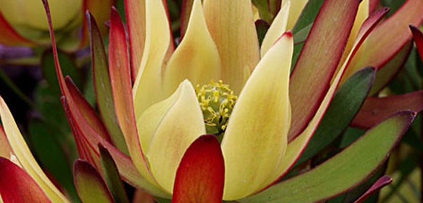 Leucadendron - Grow Well Guides | Kings Plant Barn | NZ Garden Centres, Shop Online, Cafes