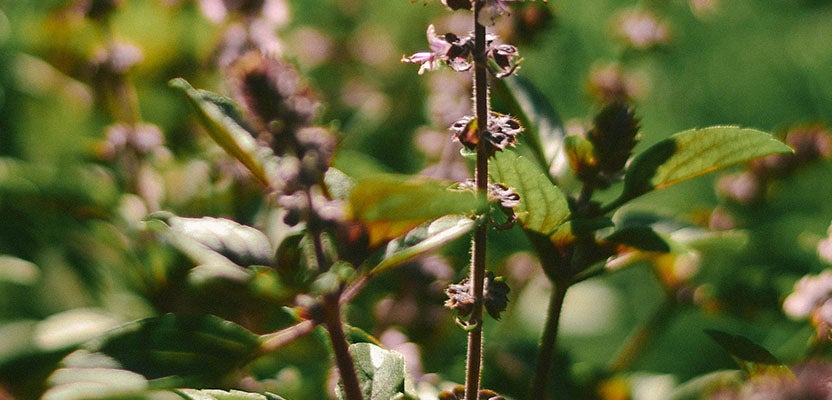Basil - Grow Well Guides | Kings Plant Barn | NZ Garden Centres, Shop ...