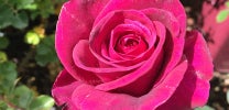 Roses - Grow Well Guides | Kings Plant Barn | NZ Garden Centres, Shop ...