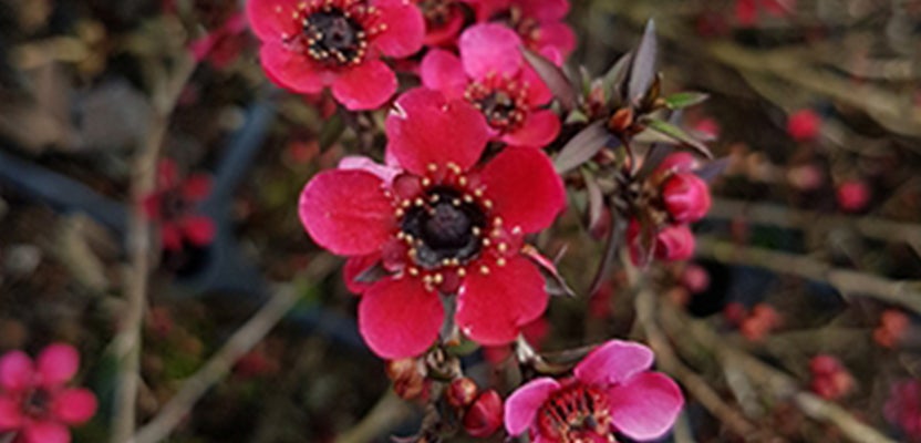 Manuka - Grow Well Guides | Kings Plant Barn | NZ Garden Centres, Shop ...