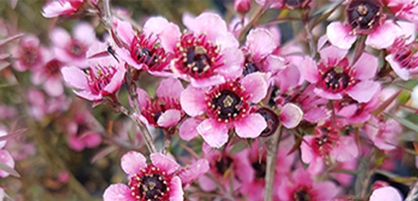 Manuka - Grow Well Guides | Kings Plant Barn | NZ Garden Centres, Shop ...