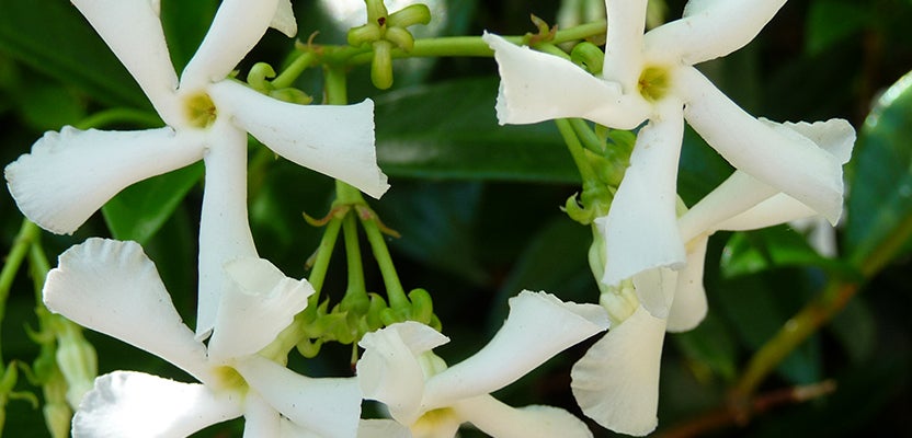 Jasmine - Grow Well Guides | Kings