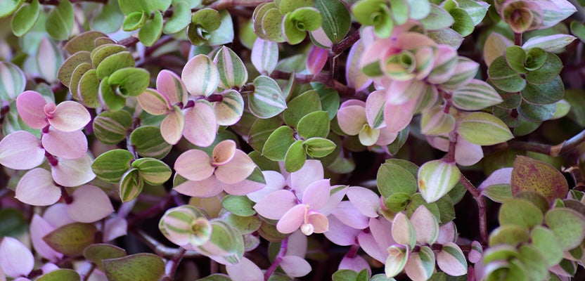 Tradescantia/Callisia - Grow Well Guides | Kings