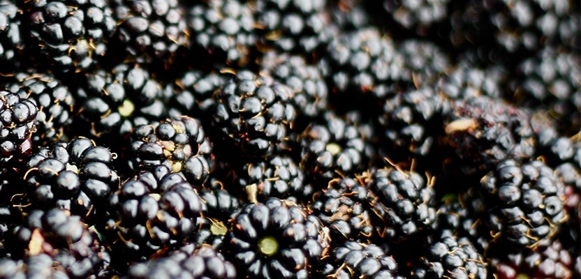 Cane Fruit - Grow Well Guides | Kings Plant Barn | NZ Garden Centres ...