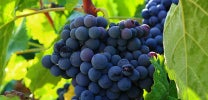 Grapes - Grow Well Guides | Kings Plant Barn | NZ Garden Centres, Shop ...