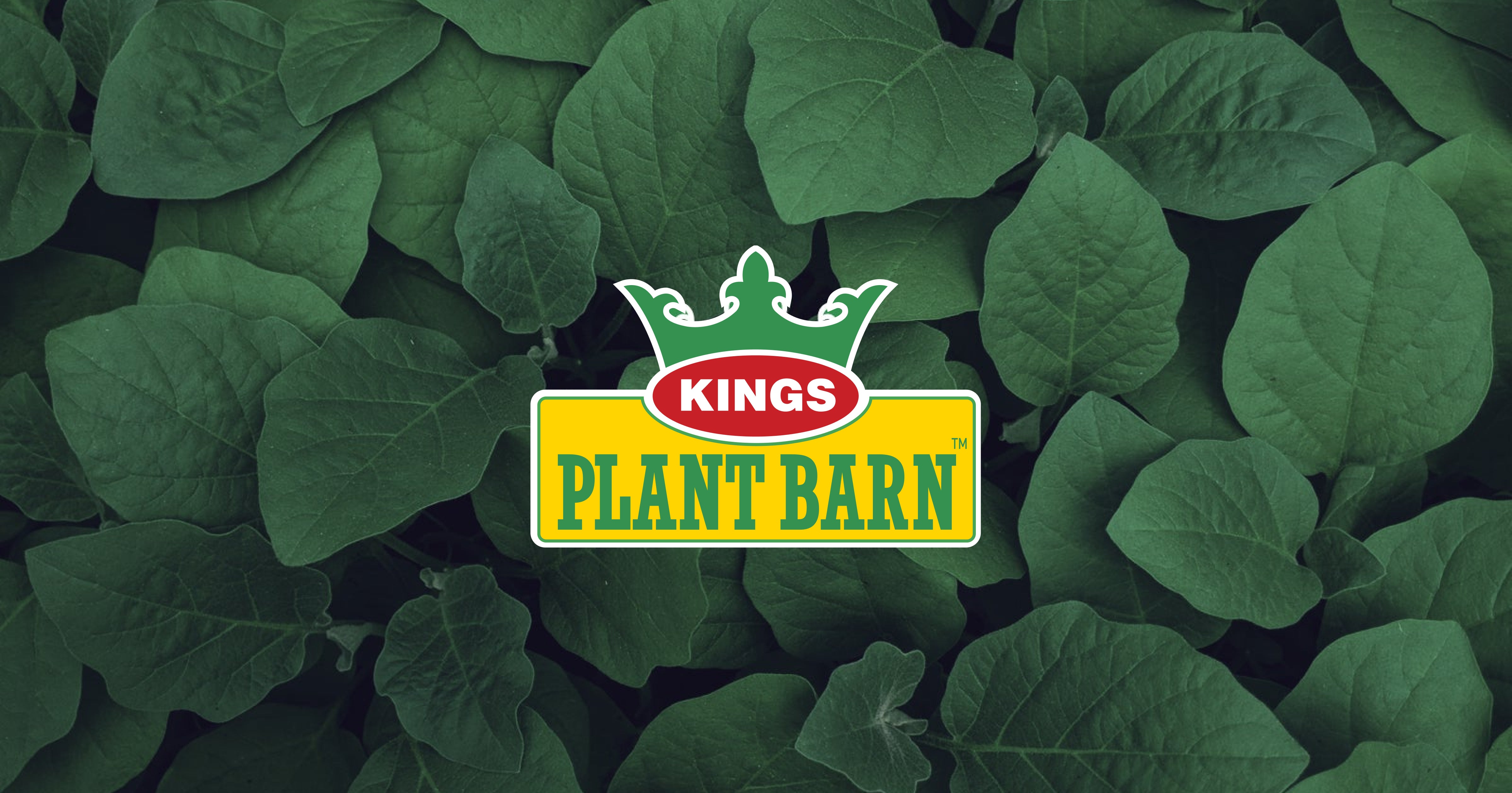 Lemon - Grow Well Guides | Kings Plant Barn | NZ Garden Centres, Shop ...