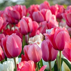 Tulips - Grow Well Guides | Kings Plant Barn | NZ Garden Centres, Shop ...