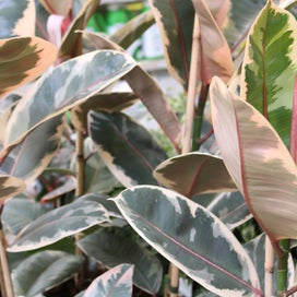 Ficus Tuffi - Grow Well Guides | Kings Plant Barn | NZ Garden Centres ...