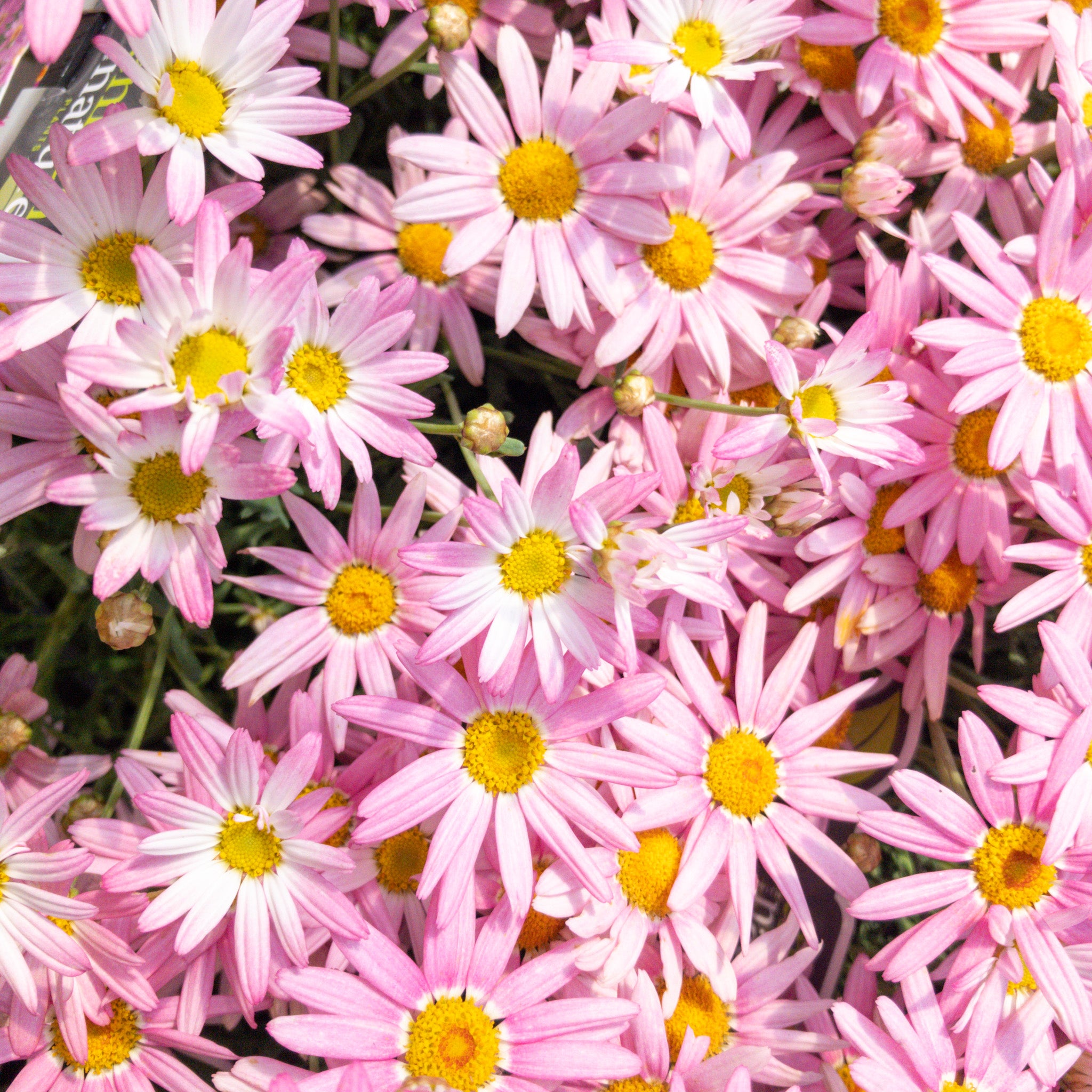 Pink Marguerite Daisy 10 11 | Plants To Grow Plants Database By Paul