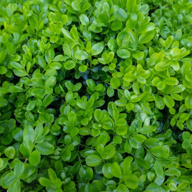 Buxus Sempervirens