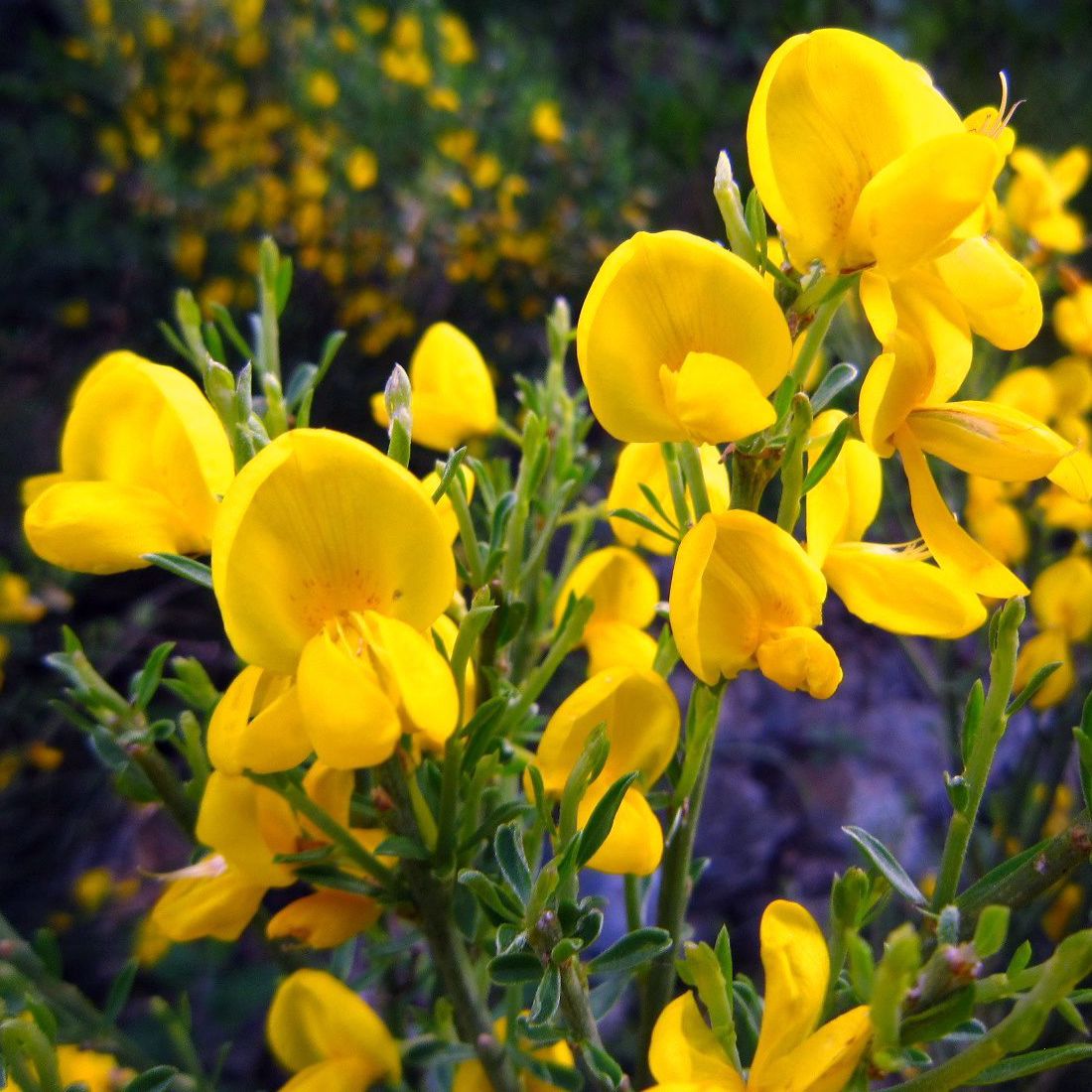 Yellow Shrubs Garden Yellow Winter Flowers Coronilla Hardy Outdoor