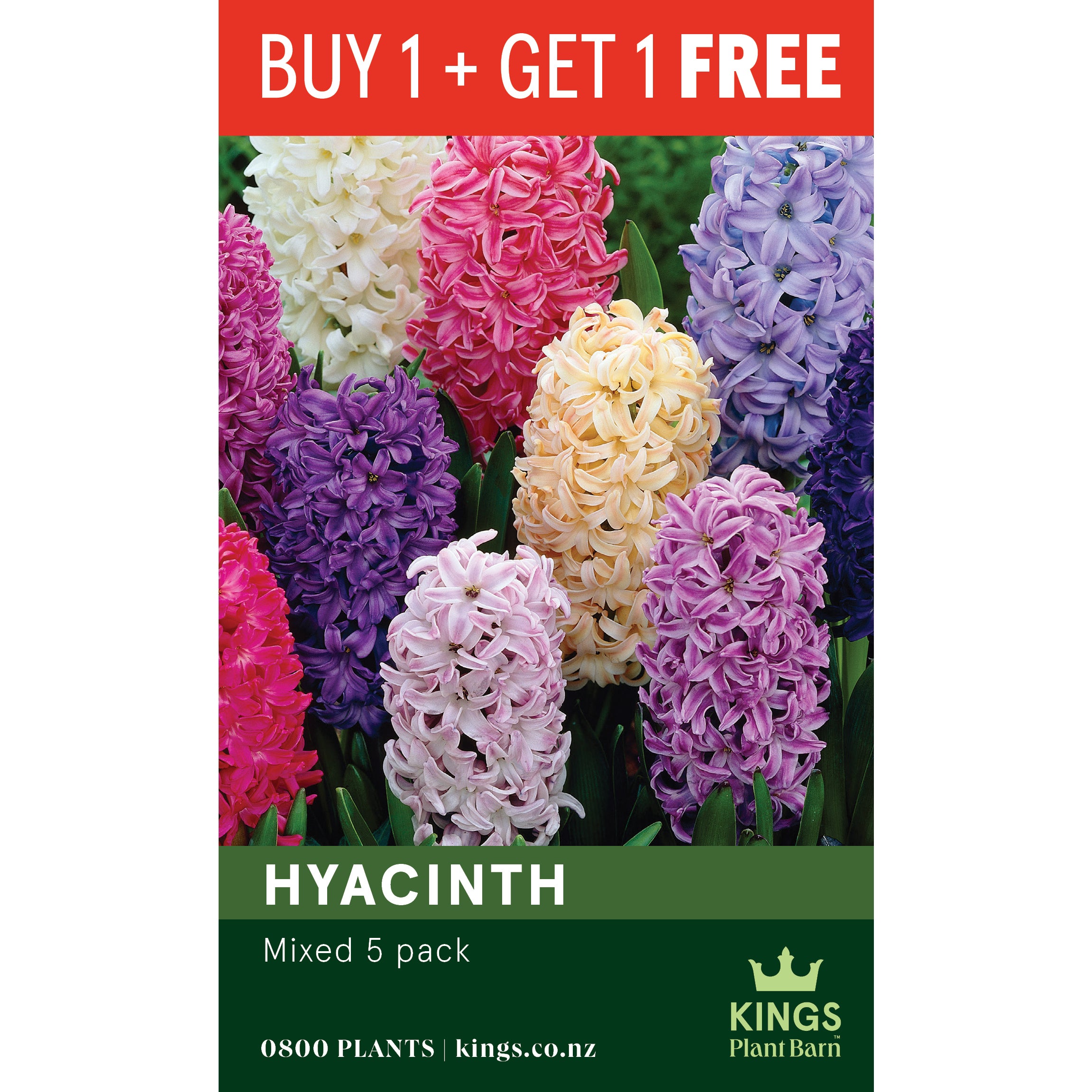 Hyacinth Plant