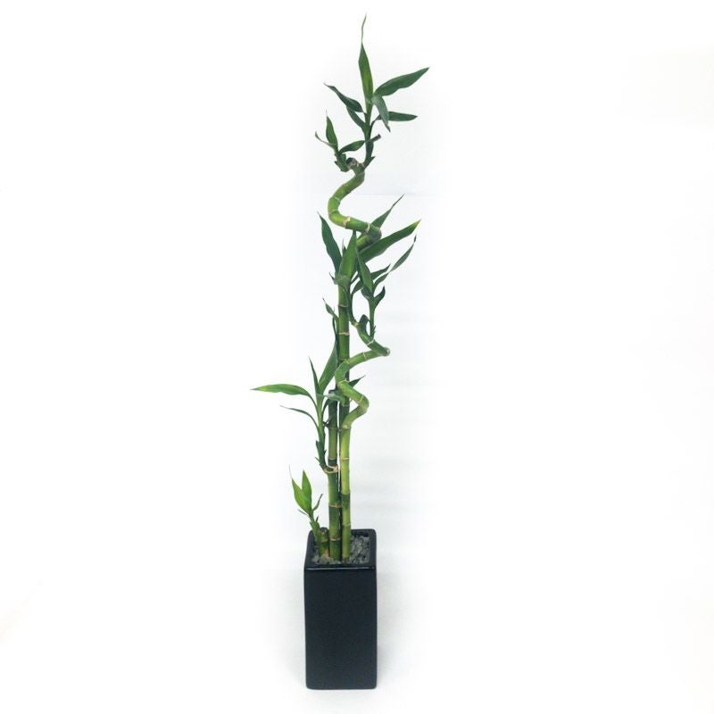 secondary growth in monocot stem dracaena