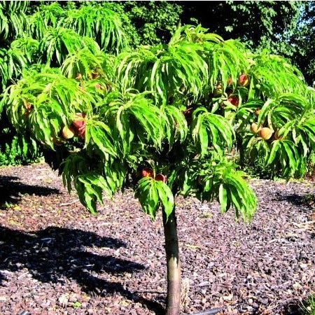 Garden Lady Peach Tree