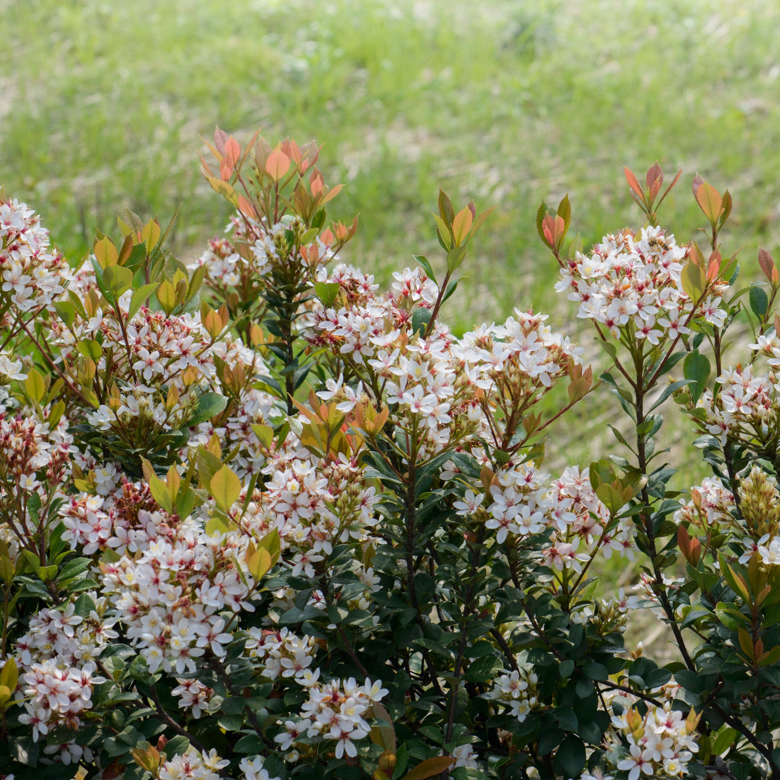 Indian Hawthorn Ground Cover Snow White Indian Hawthorn – Pike