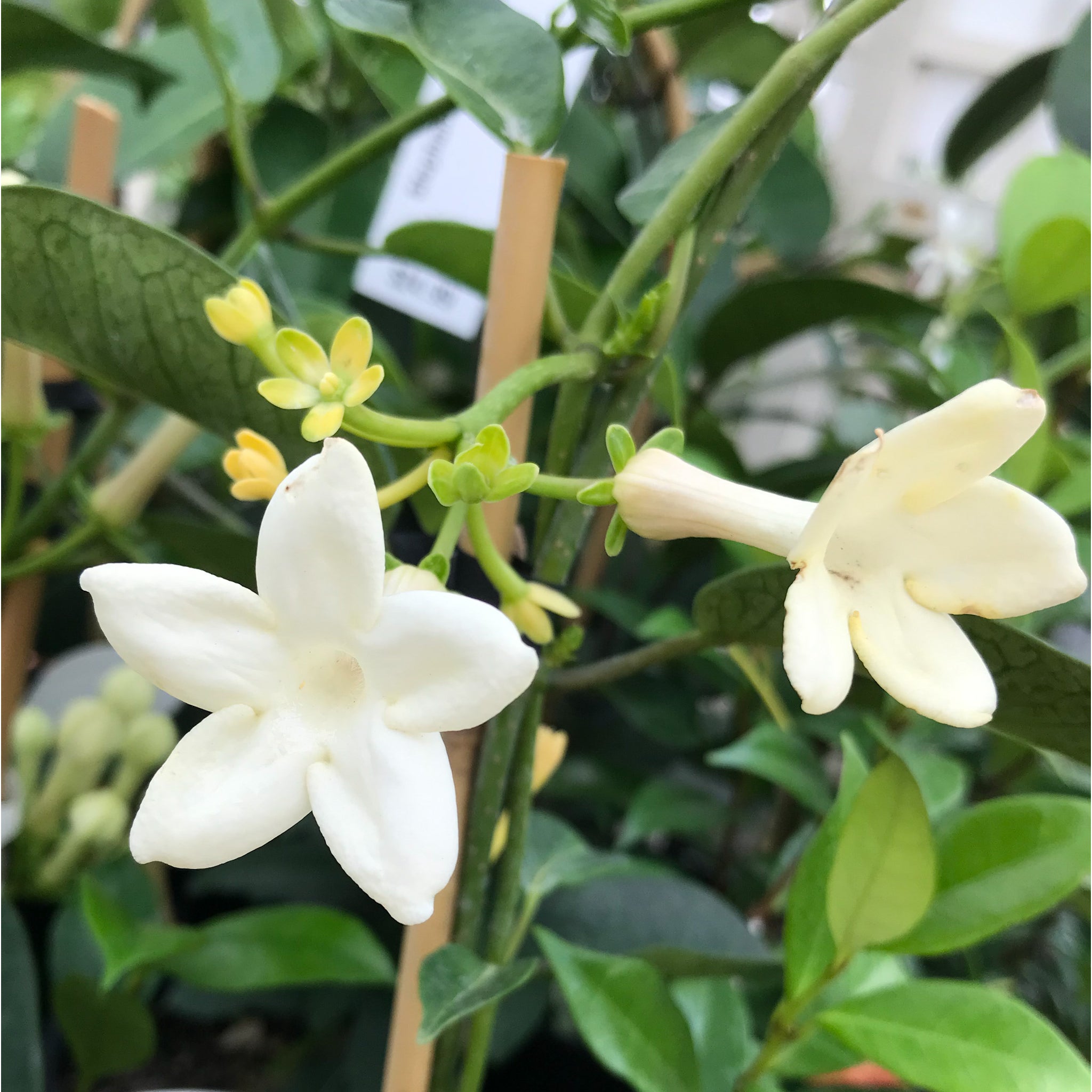 Stephanotis Floribunda