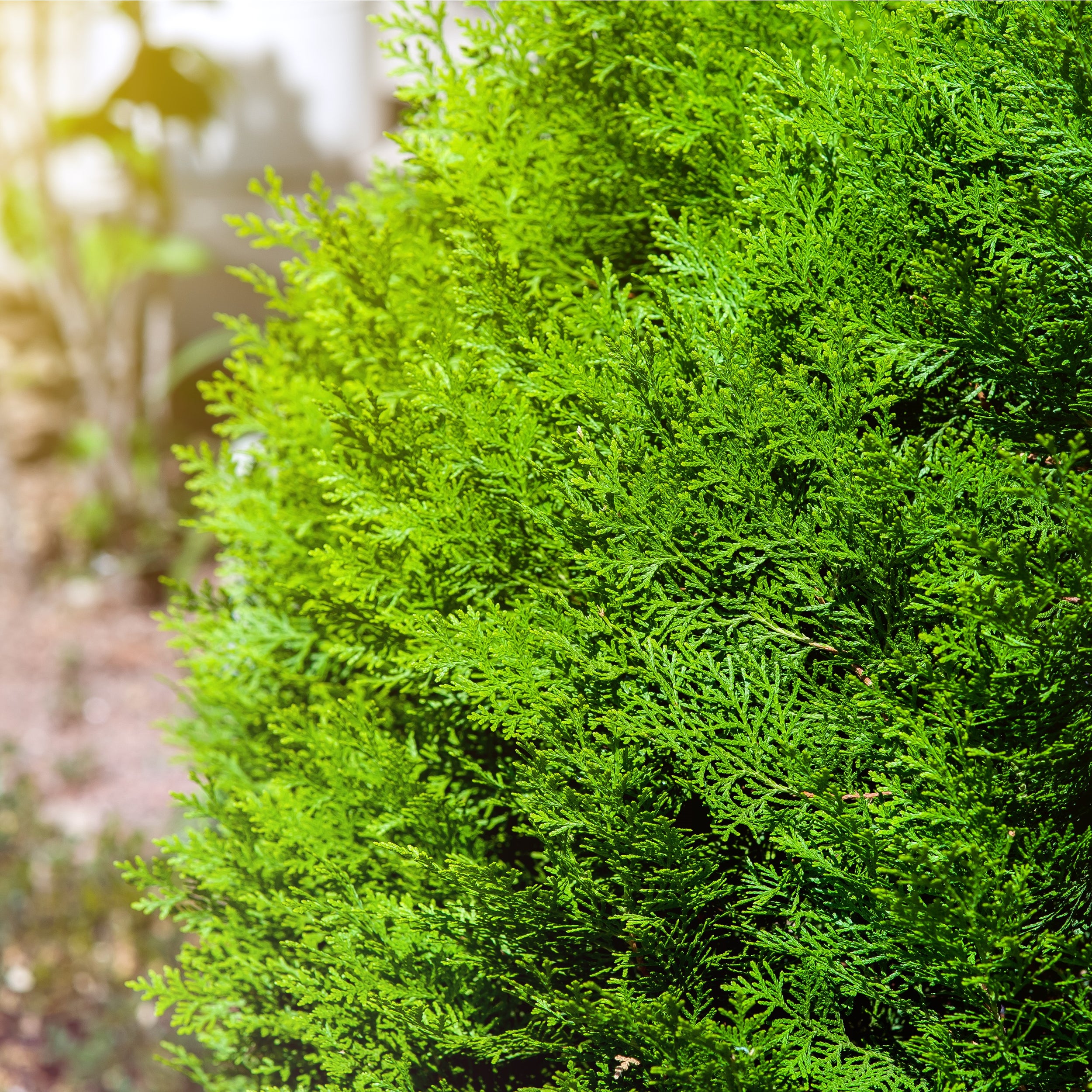Thuja Occidentalis Smaragd