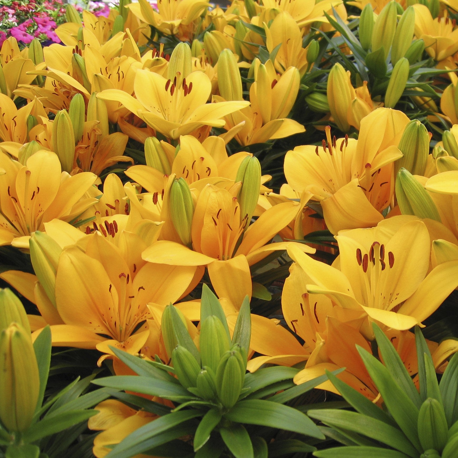 Kings Plant Barn | NZ Garden Centres, Shop Online, Cafes