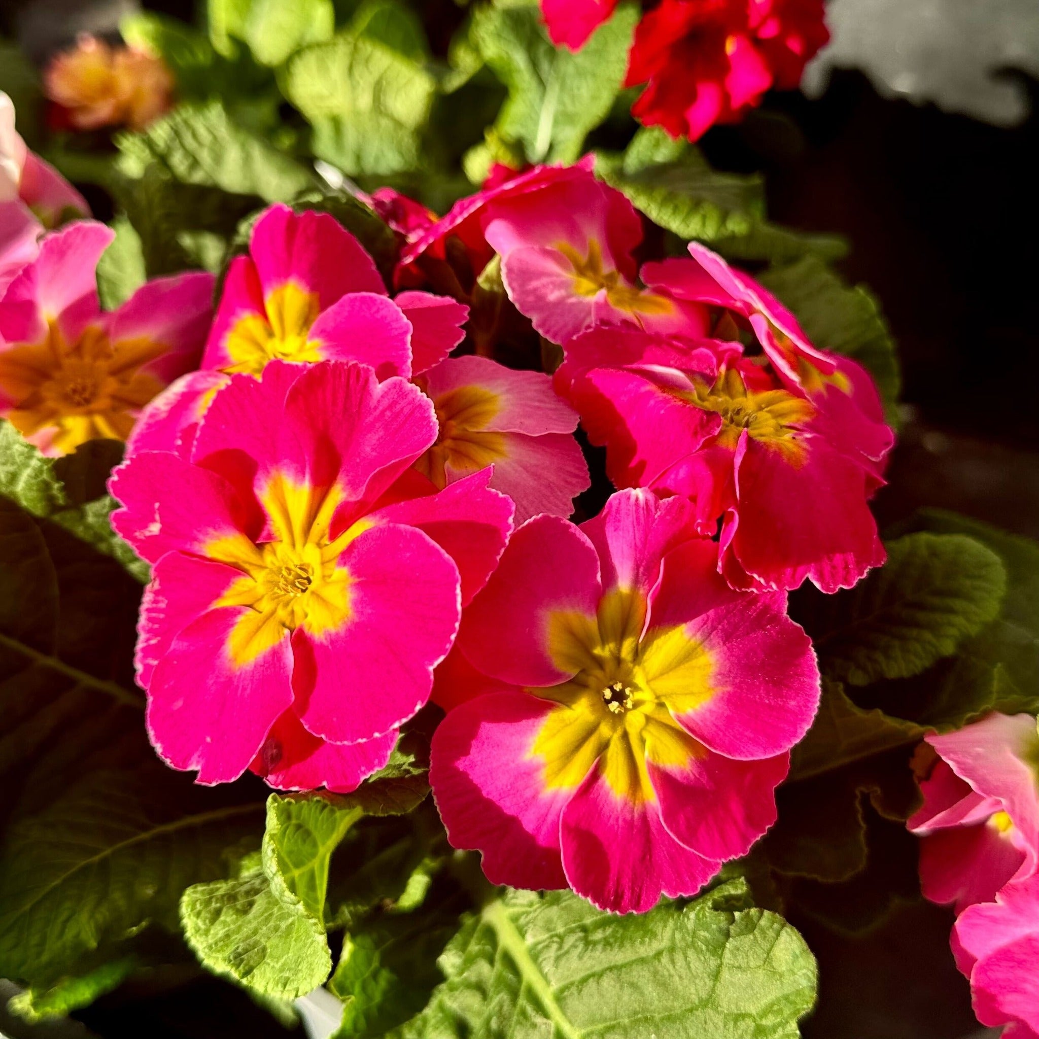 Kings Plant Barn | NZ Garden Centres, Shop Online, Cafes