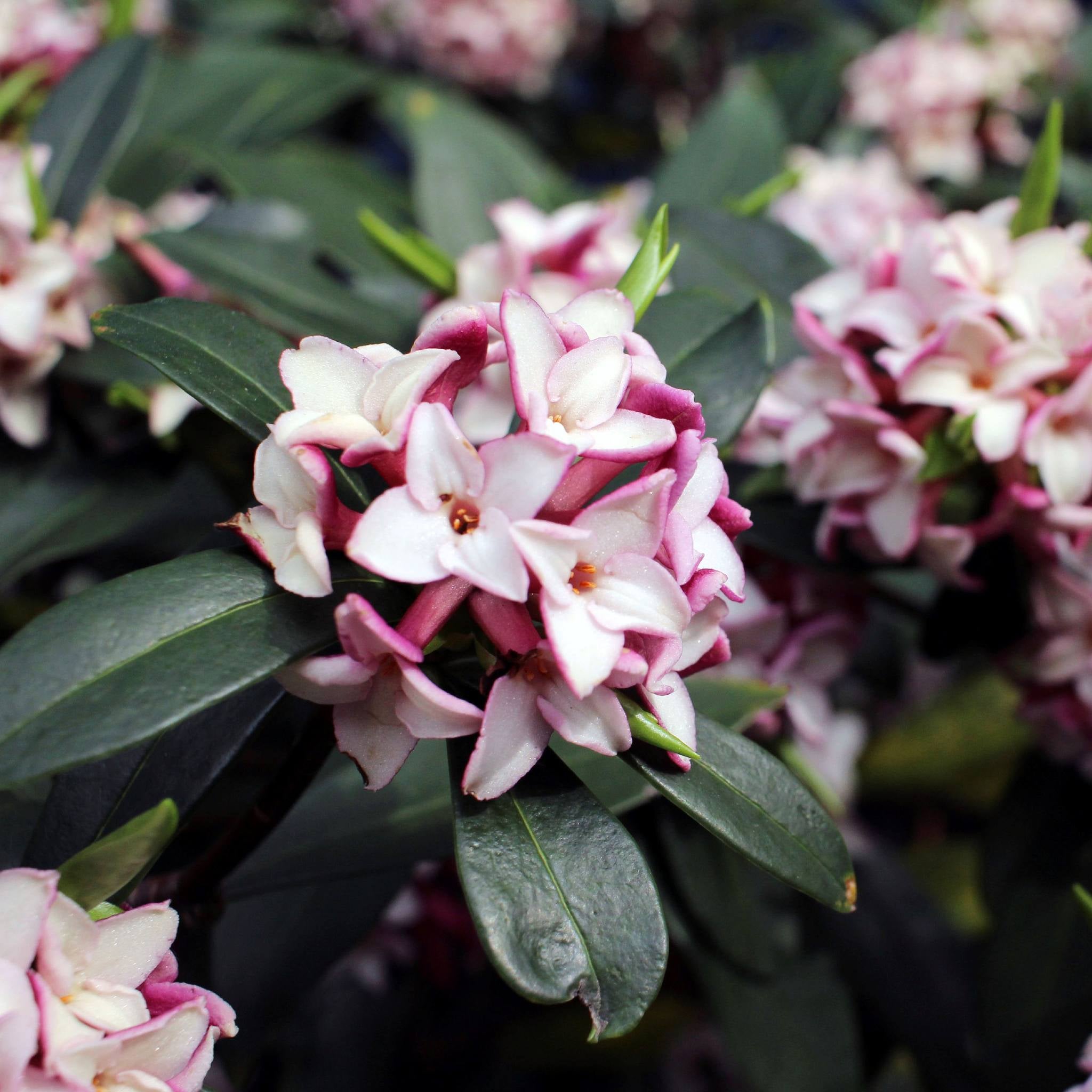 Kings Plant Barn | NZ Garden Centres, Shop Online, Cafes