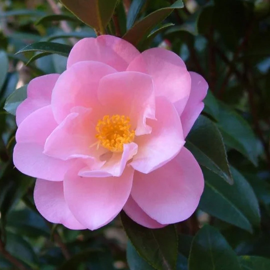 Kings Plant Barn | NZ Garden Centres, Shop Online, Cafes