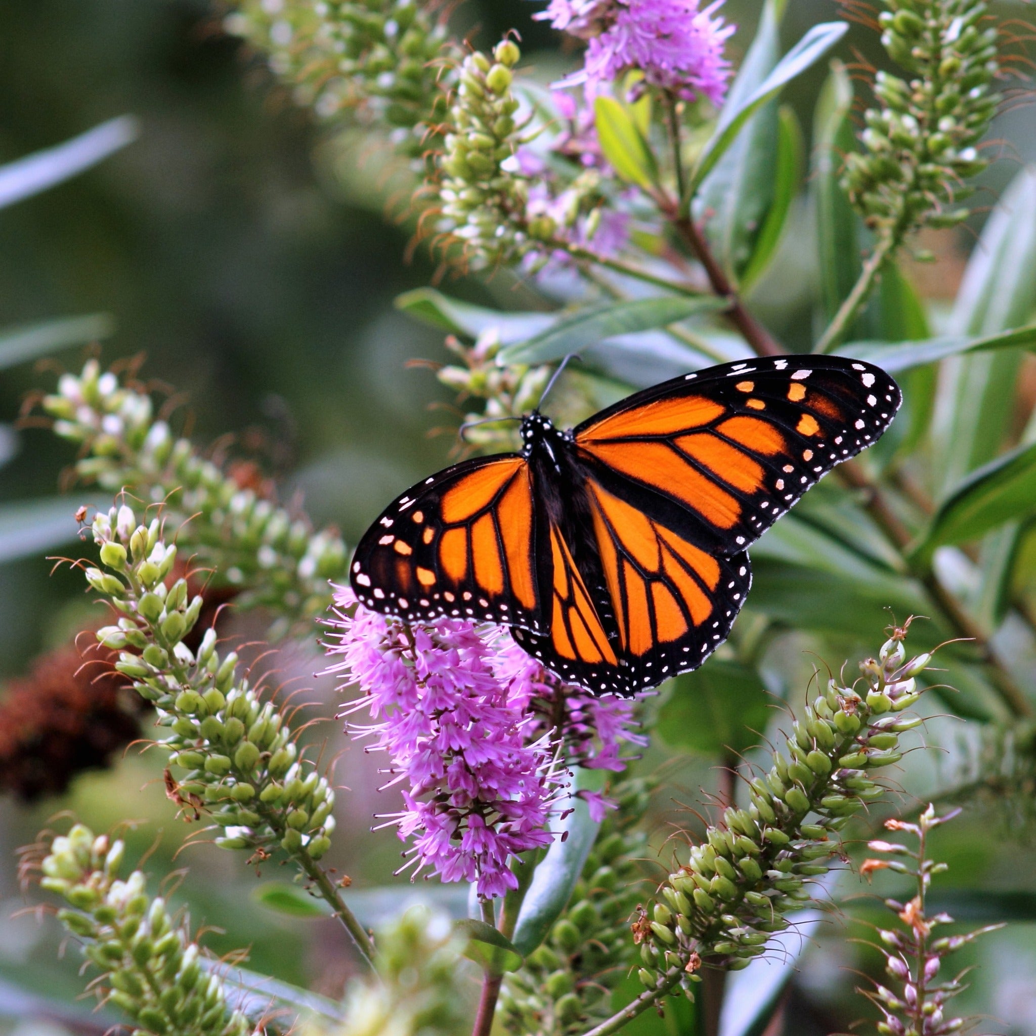 Kings Plant Barn | NZ Garden Centres, Shop Online, Cafes