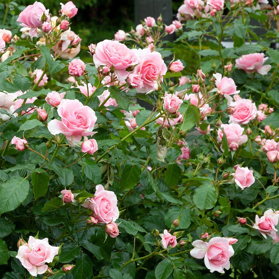 Kings Plant Barn | NZ Garden Centres, Shop Online, Cafes