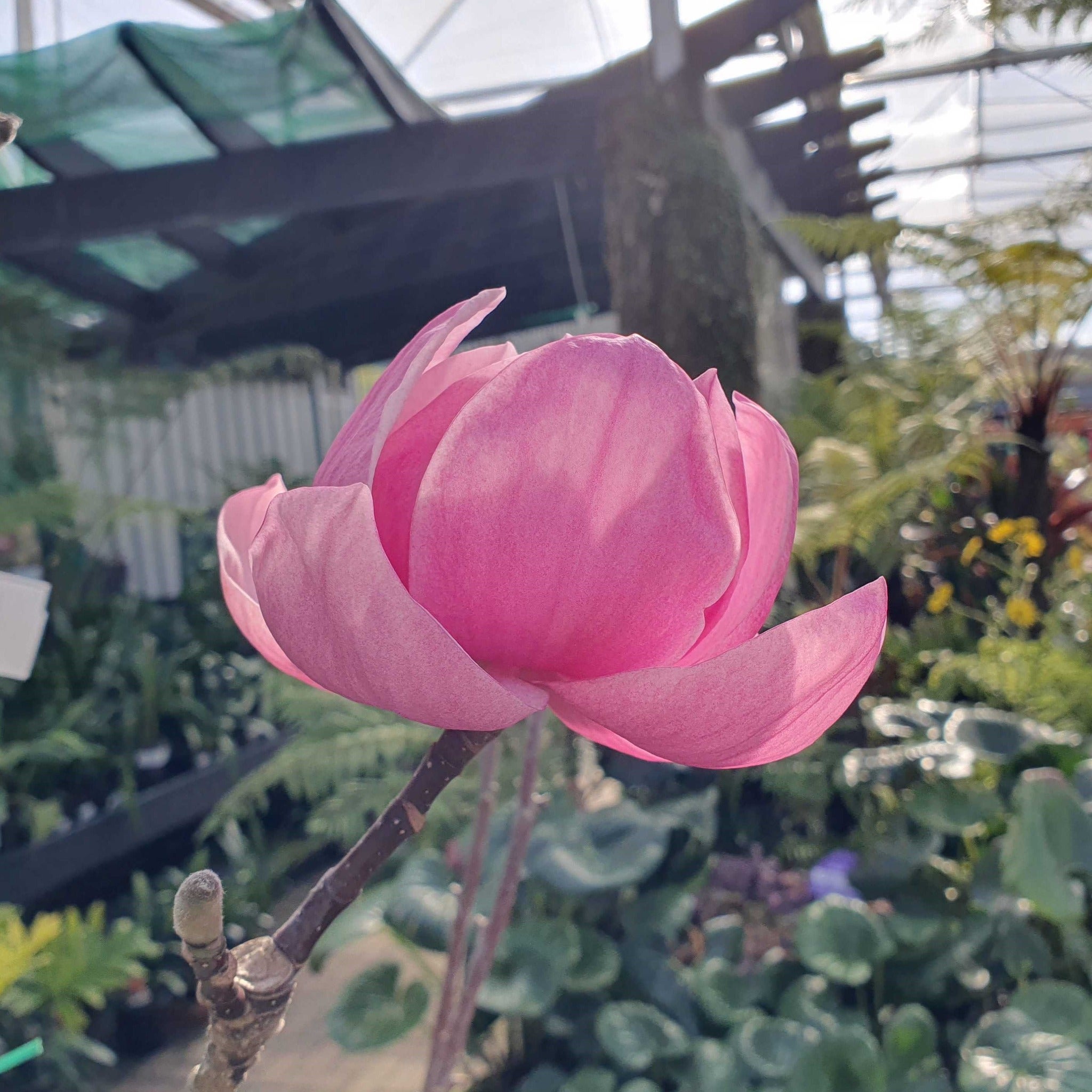 Kings Plant Barn | NZ Garden Centres, Shop Online, Cafes