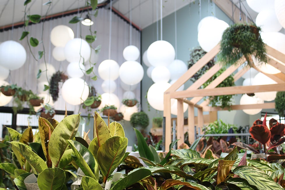 Kings Plant Barn | NZ Garden Centres, Shop Online, Cafes